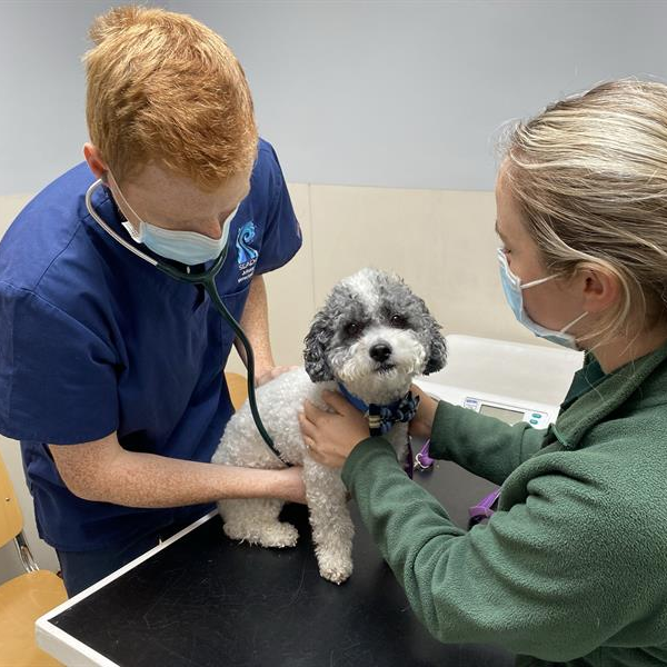 Veterinary Services - Seadown Veterinary Services